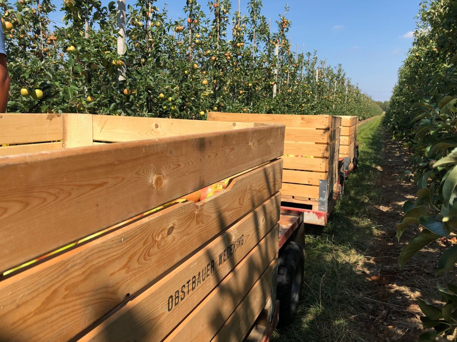 Obstbauer Wedeking: Harvest Teams More Efficient - Farmable